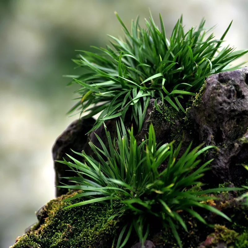 The calamus that grows by the river not only has high ornamental value ...