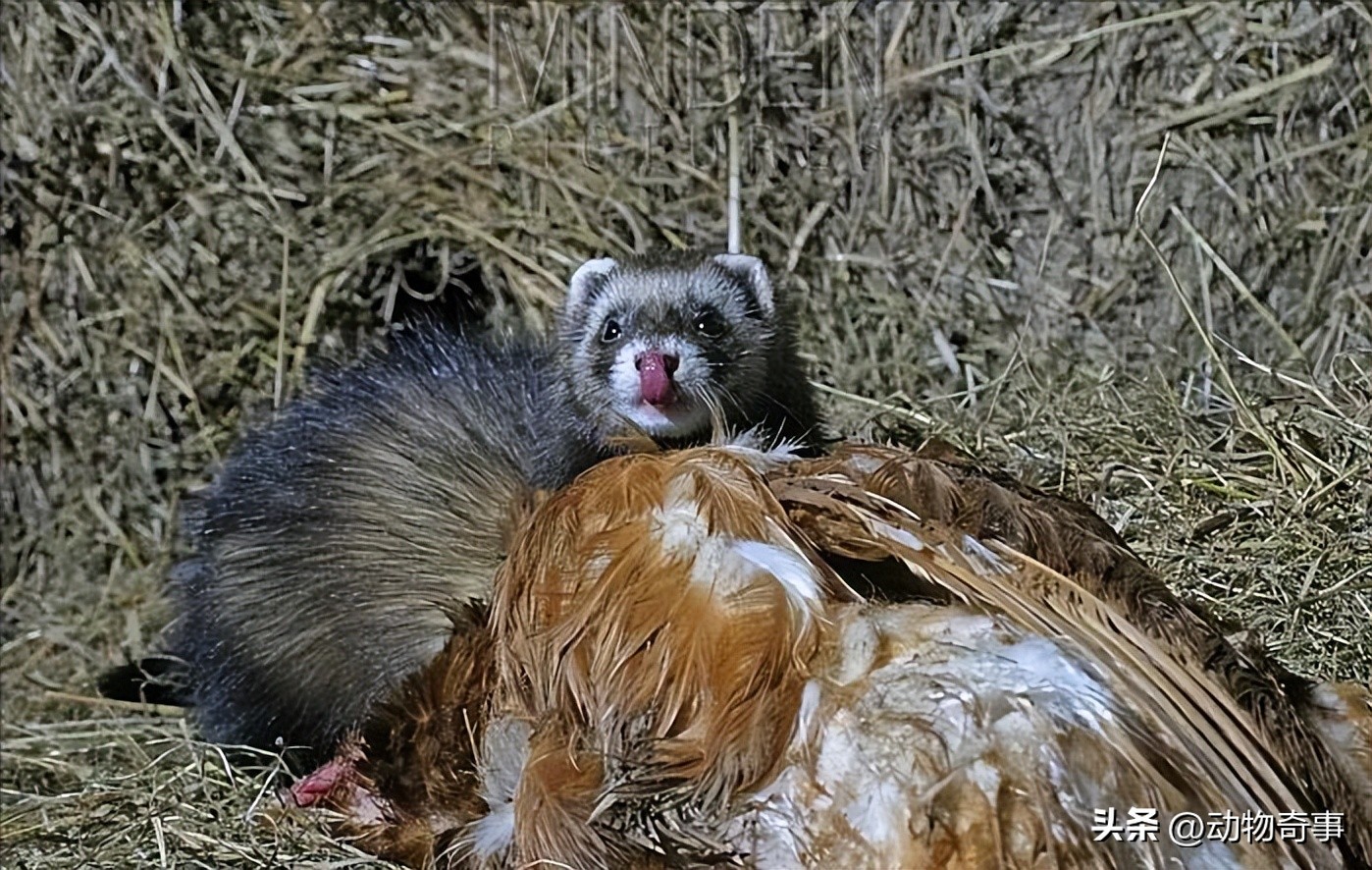 The weasel ate up all the chickens and ducks in the village, and it ...