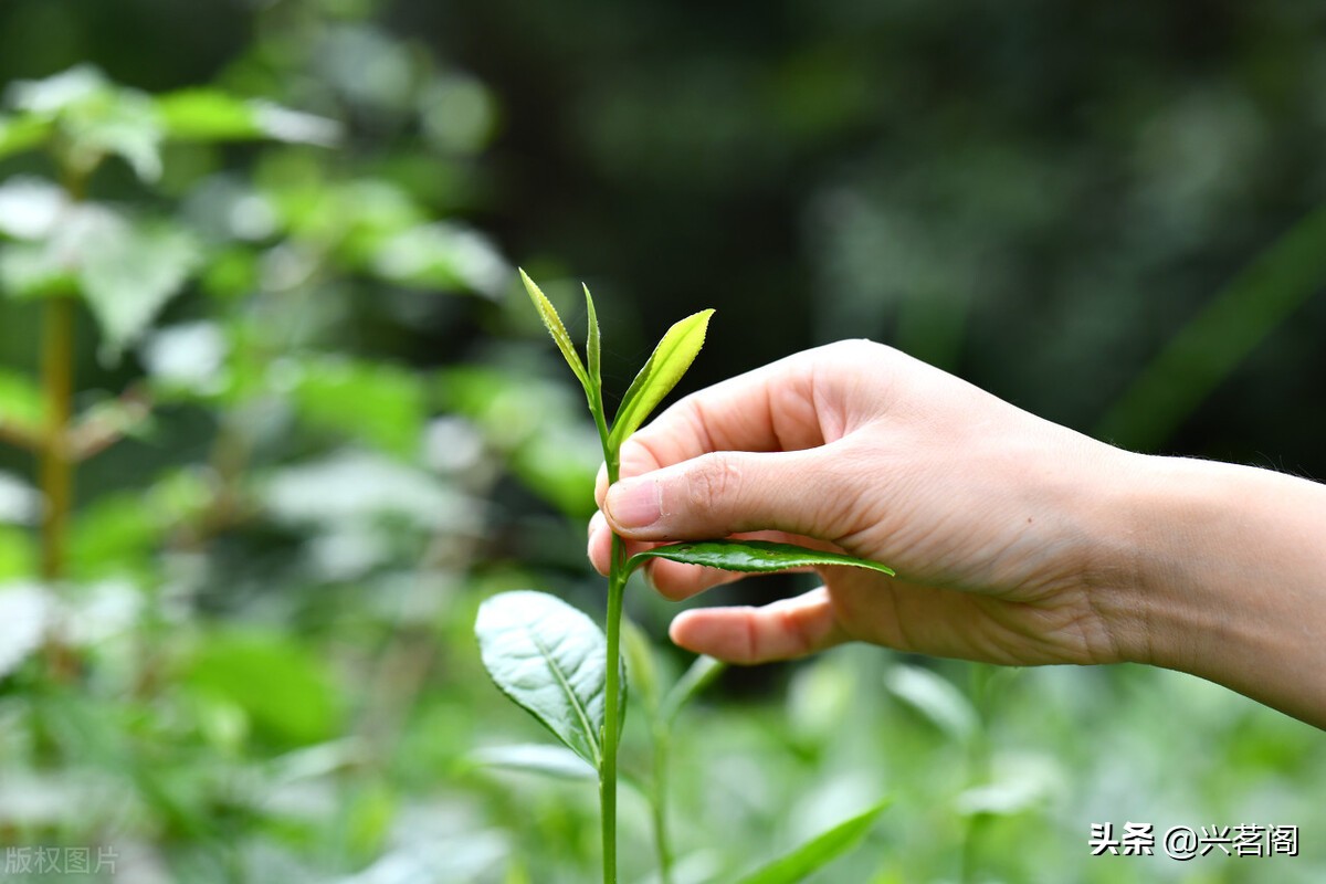 Laoge Tea Lecture|Tea and Festivals - iNEWS