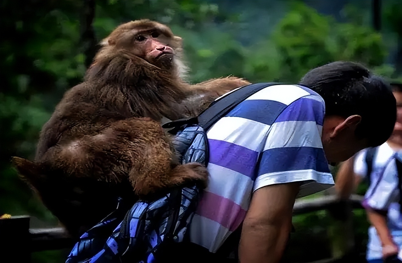 Japan staged a "man-monkey war", 49 people have been injured, why do ...