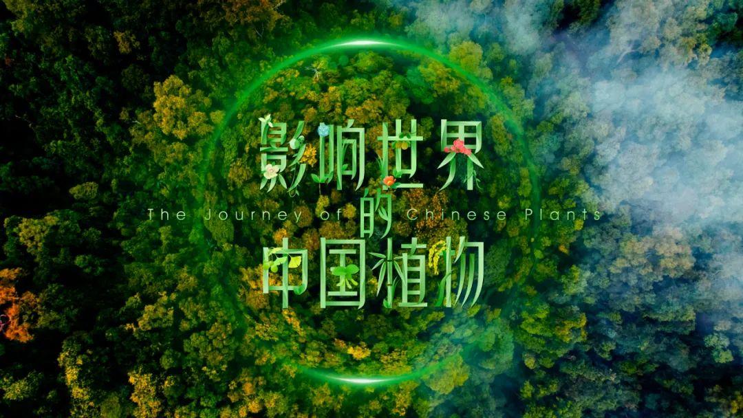 [Jingshang Documentary Academy] What is the difference between Chinese ...