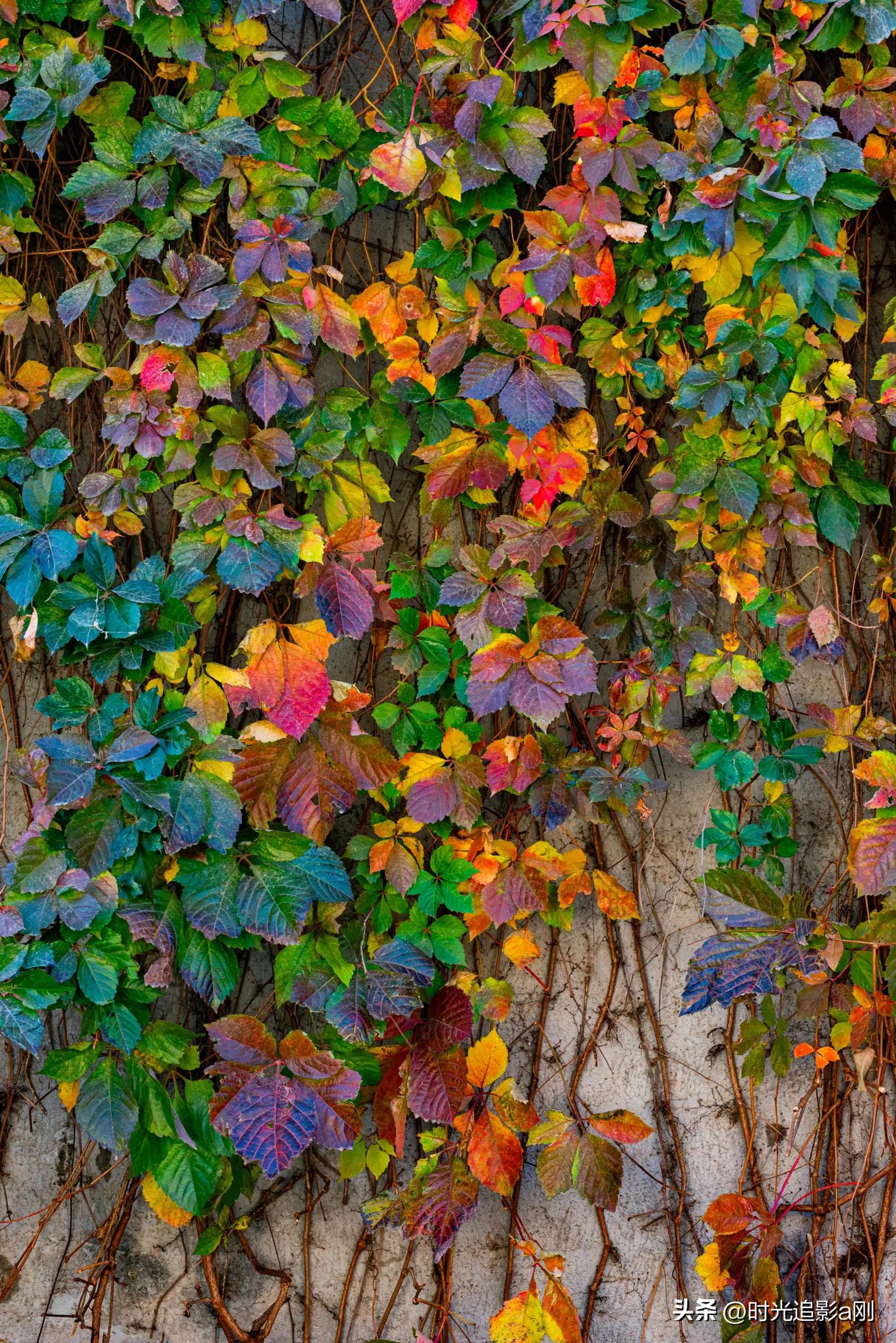 Drunk beautiful autumn colors, creeping tigers, enjoying autumn seasons ...