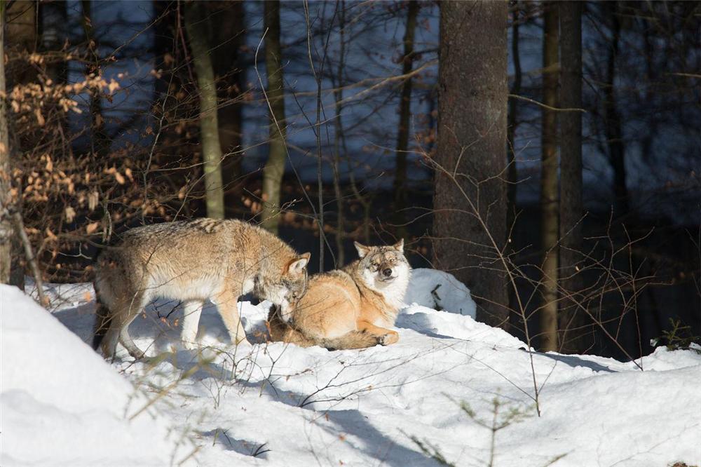 The head wolf was injured by hunting, the female wolf licked the wound ...
