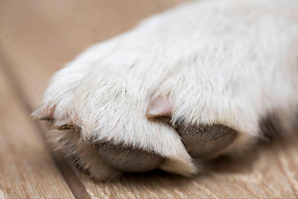 Why do dog paws retract when you touch them? - iNEWS