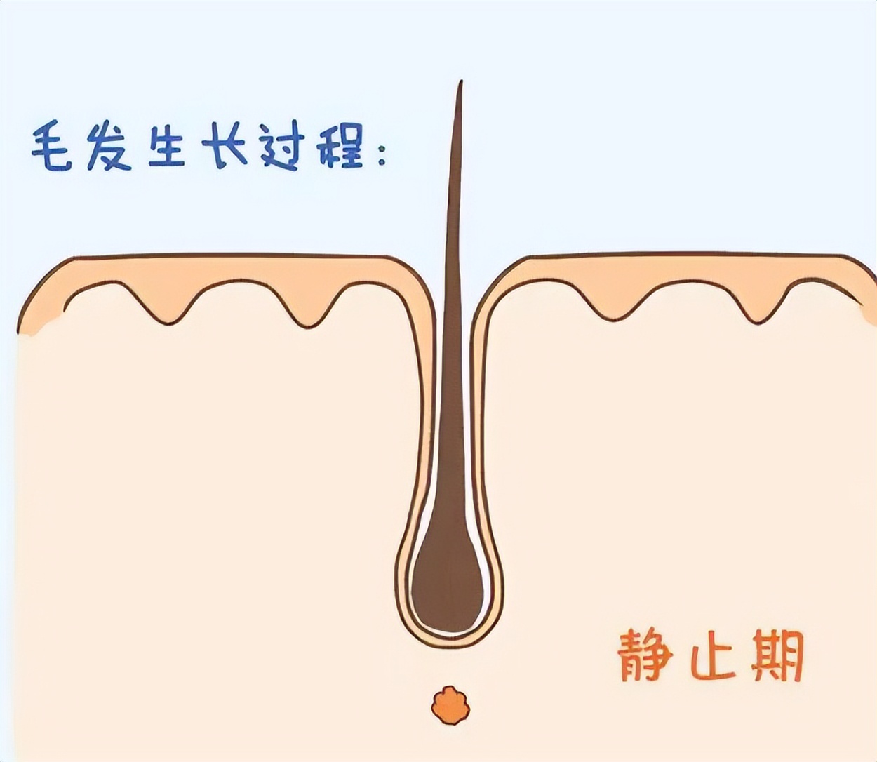 Why do some women have exuberant body hair, while others are "bald ...