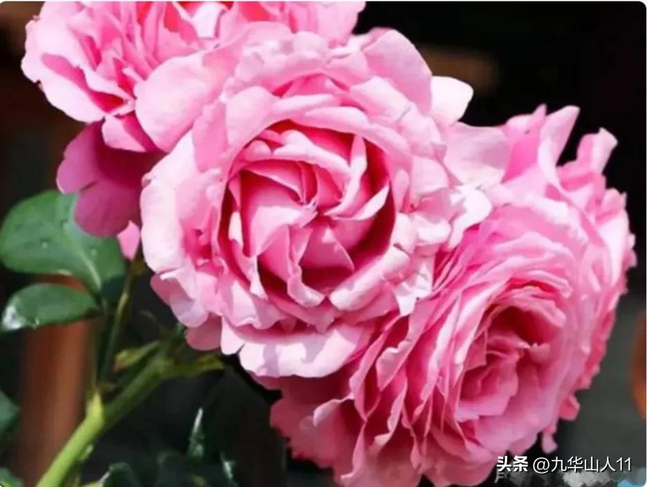 ADR Certified Rose Varieties (Supplementary) - iMedia