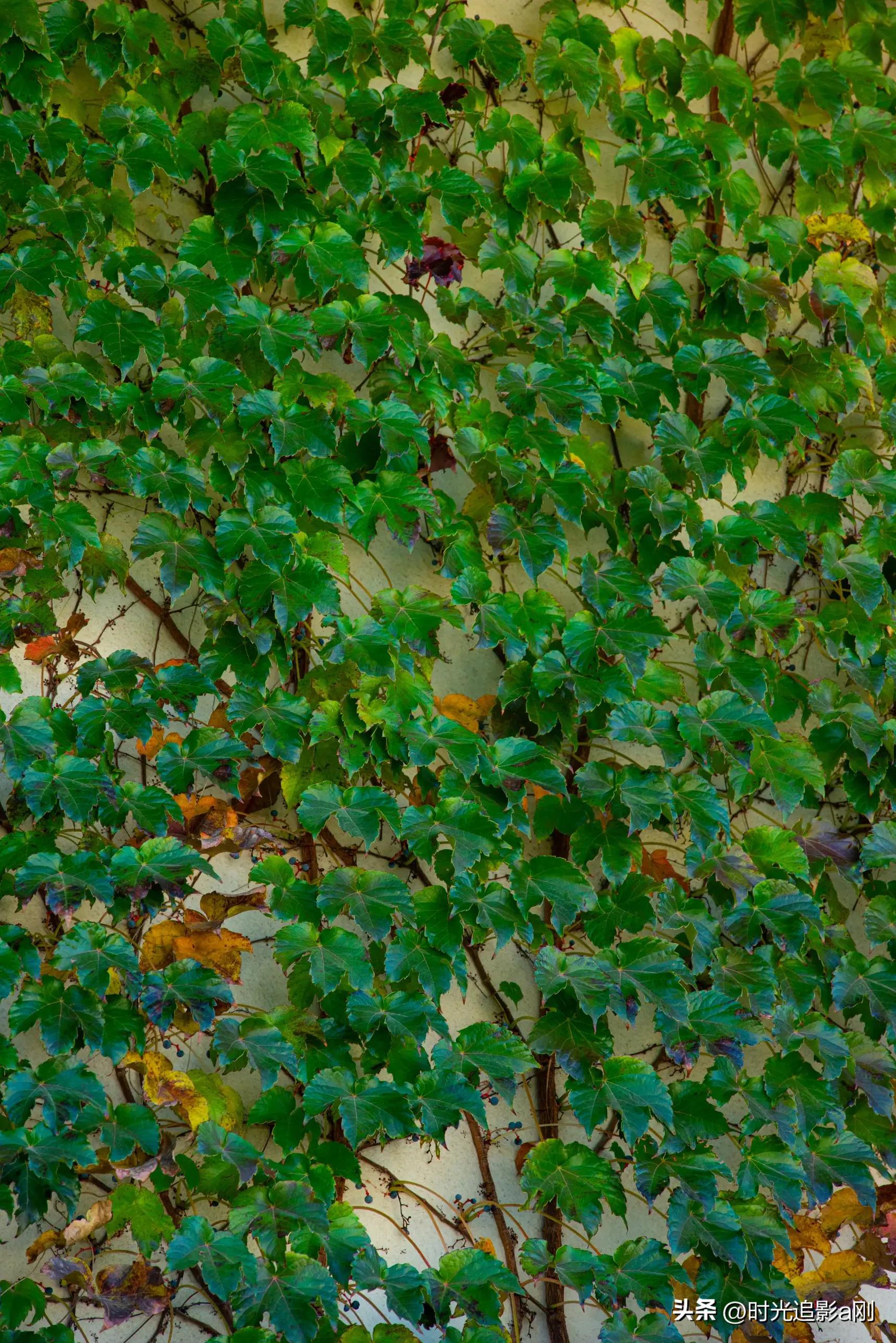 Drunk beautiful autumn colors, creeping tigers, enjoying autumn seasons ...