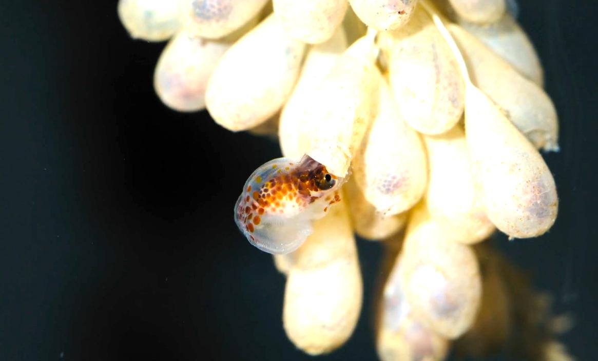 The Giant Pacific Octopus: A Great Mother - iNEWS