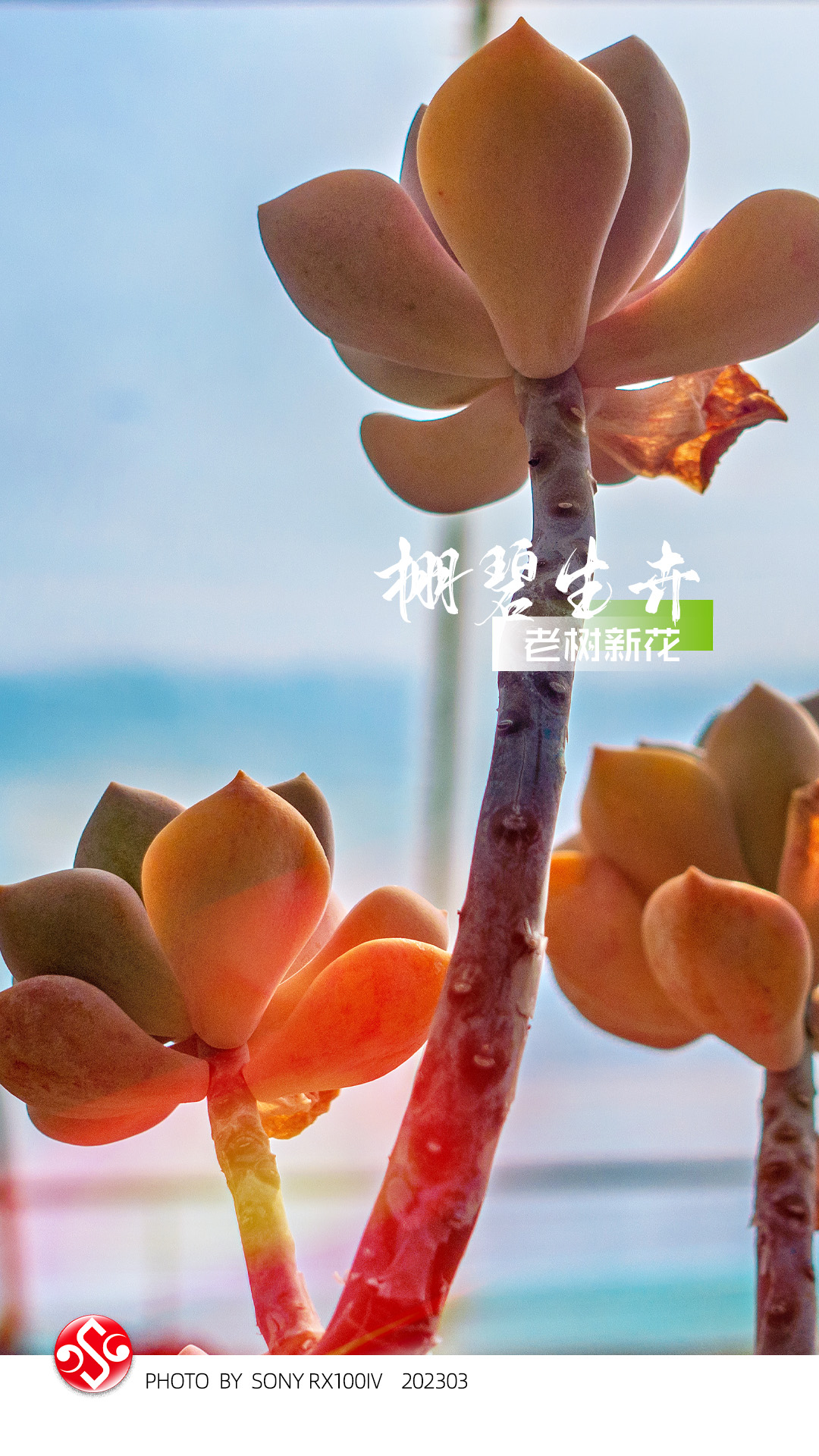 Green plants in the shed, a story of spring exploration in the ...