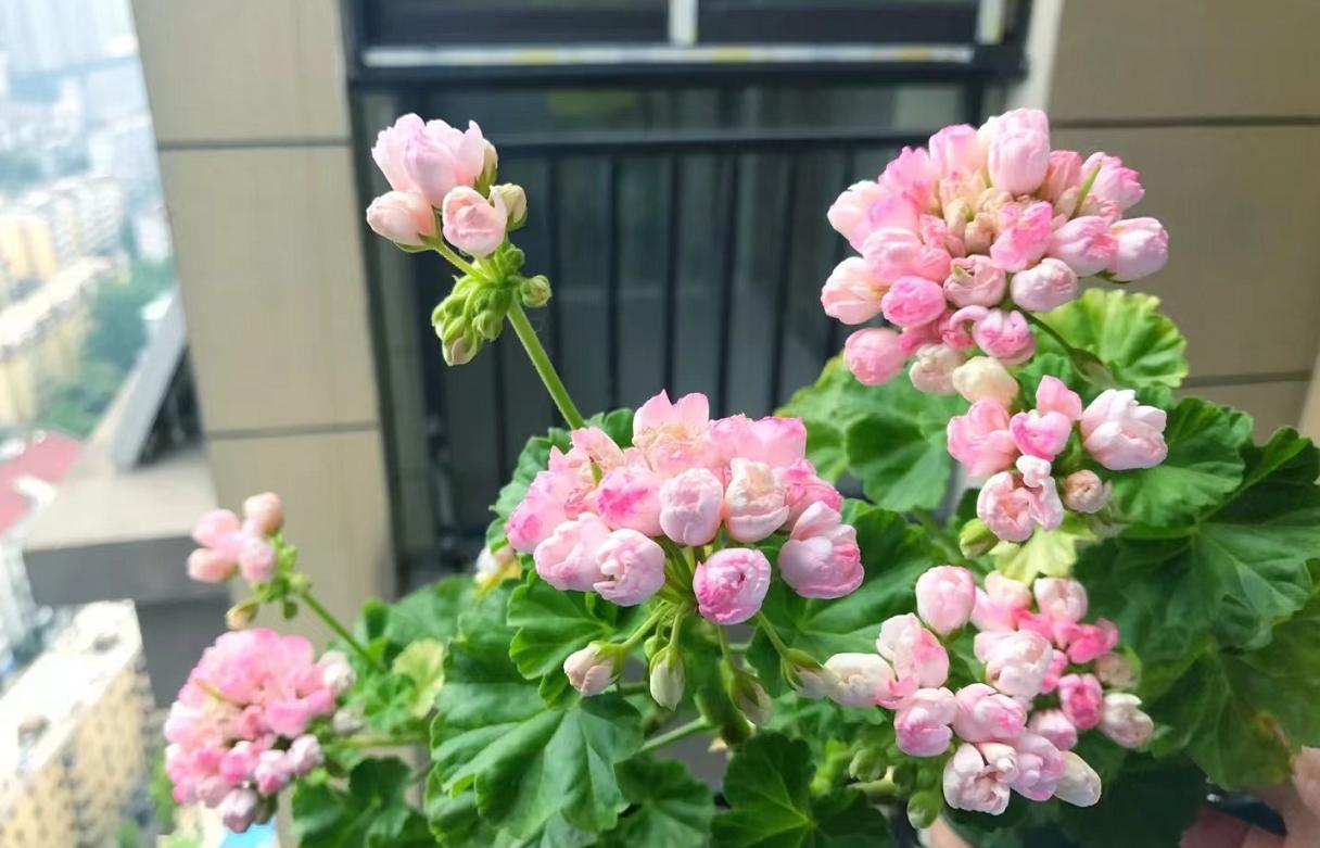 How to grow geraniums with "beauty"? You must learn to "cut" first, and then "raise" - iMedia