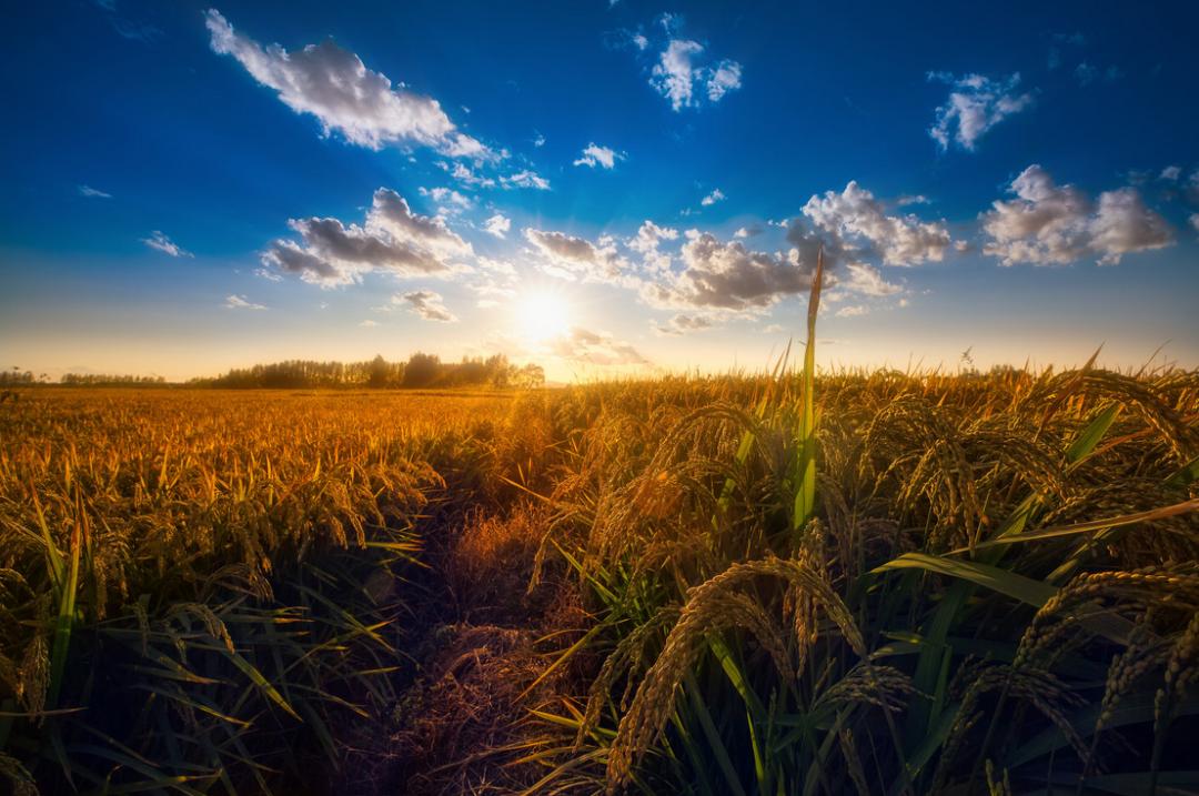 Shu Lan, it's too late to be the number one in the trending search - iNEWS