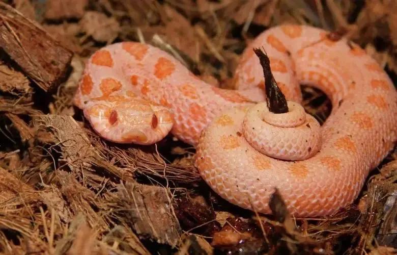 The world's most timid snake is now kept as a pet - iNEWS