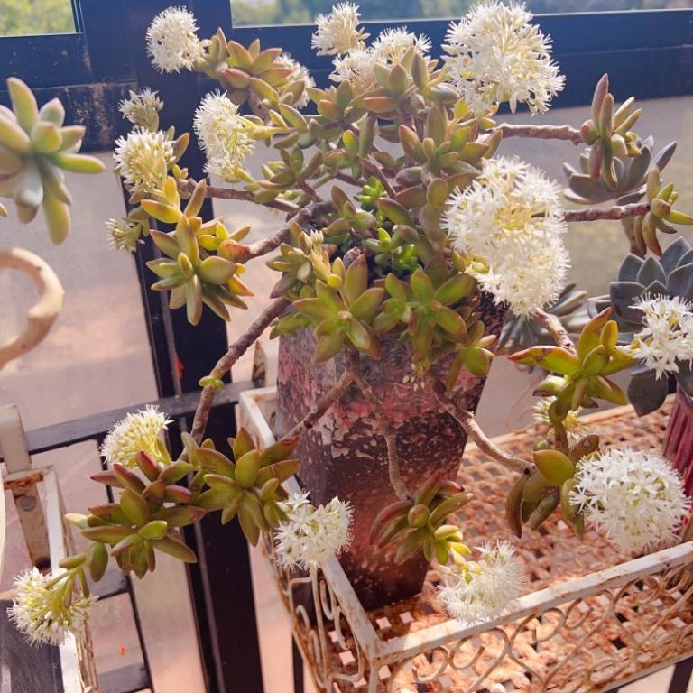 Succulent Mingyue, I saw them bloom for the first time, they are really ...
