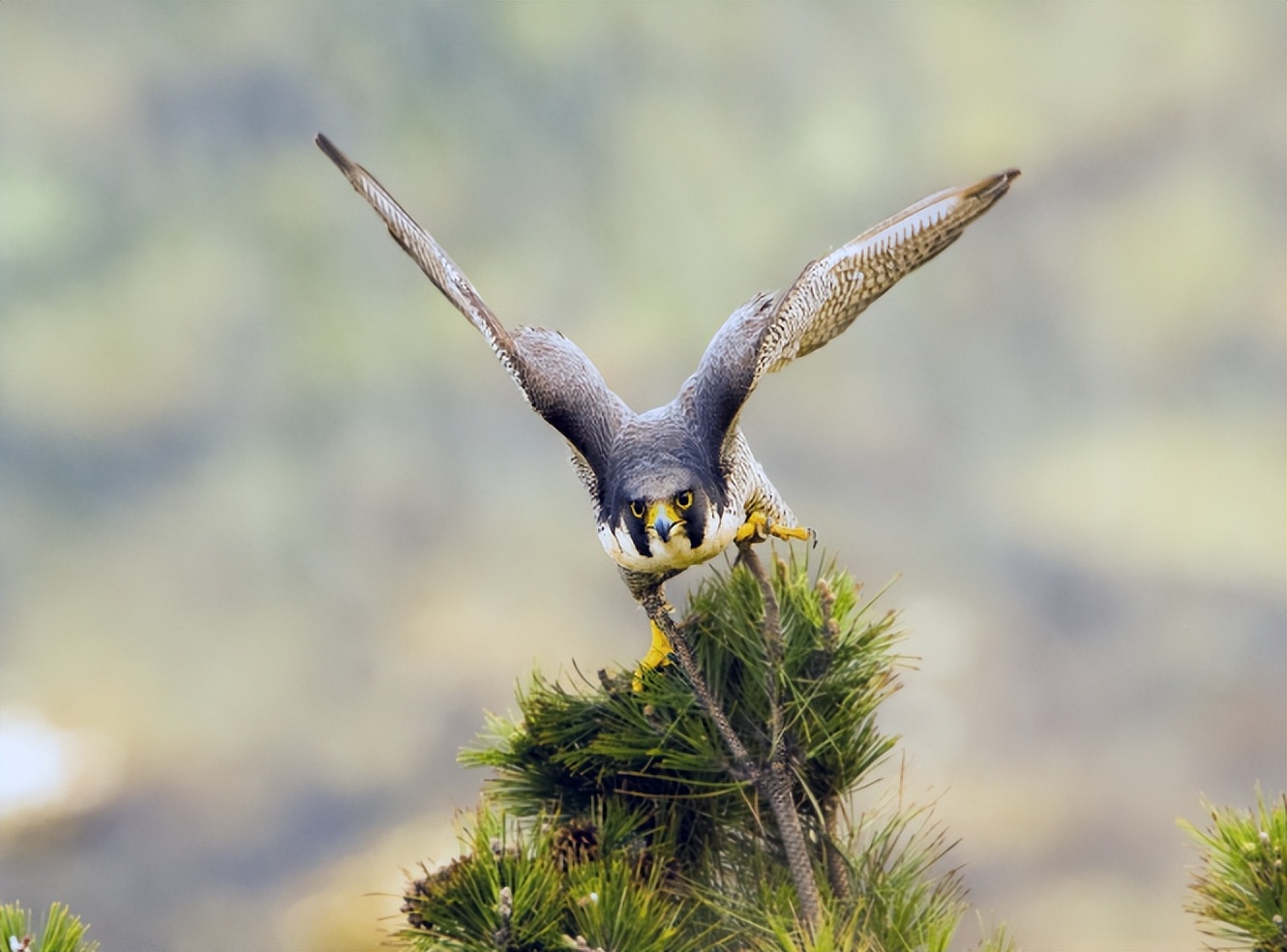 Why did "Pigeon Tiger" become the air dominance?Dare to fight the ...