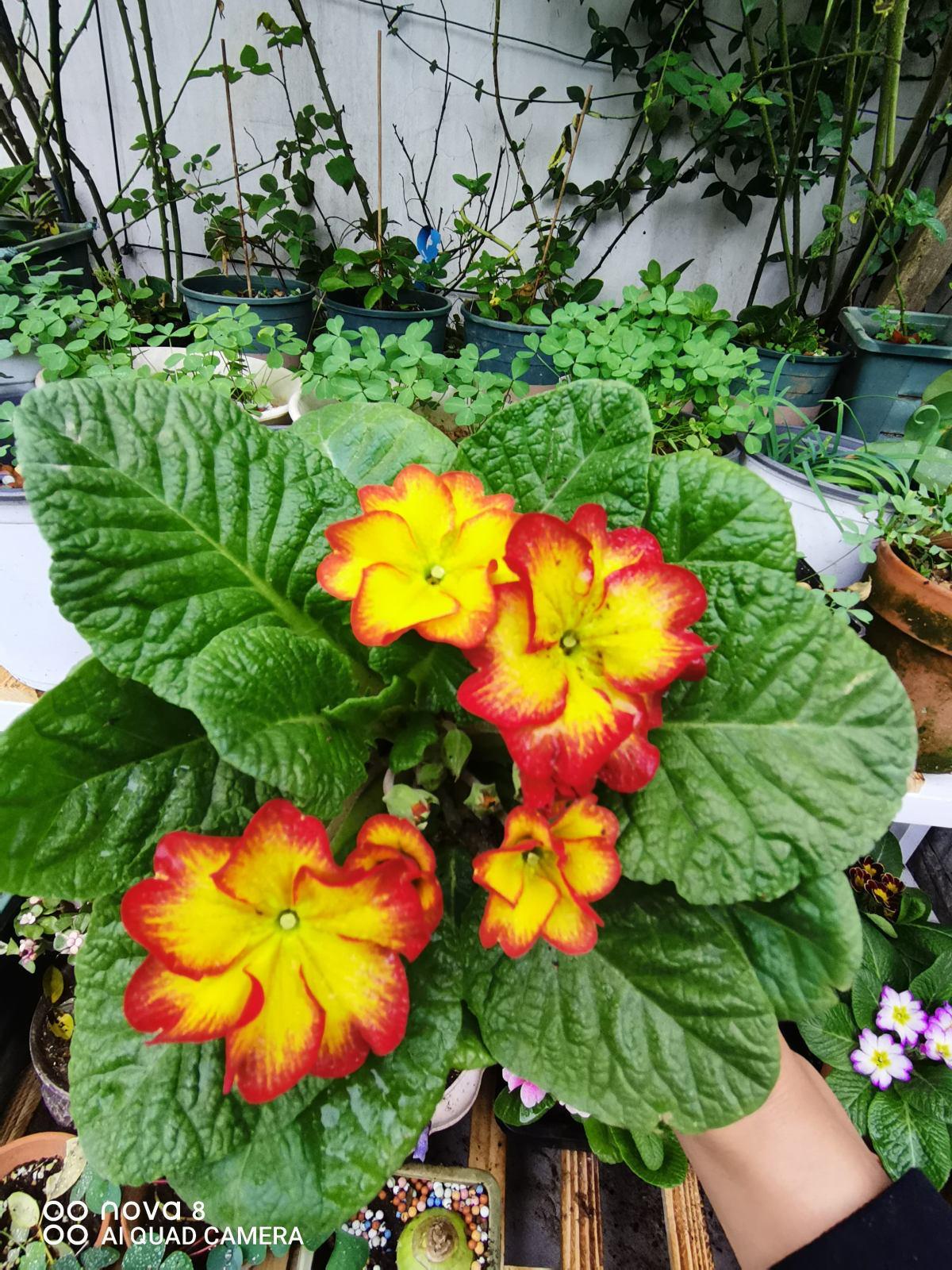 7 kinds of "blessing flowers", now it is the blooming period, drink ...