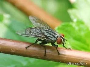 Do you know what the ancestor of the fly was called and looked like ...
