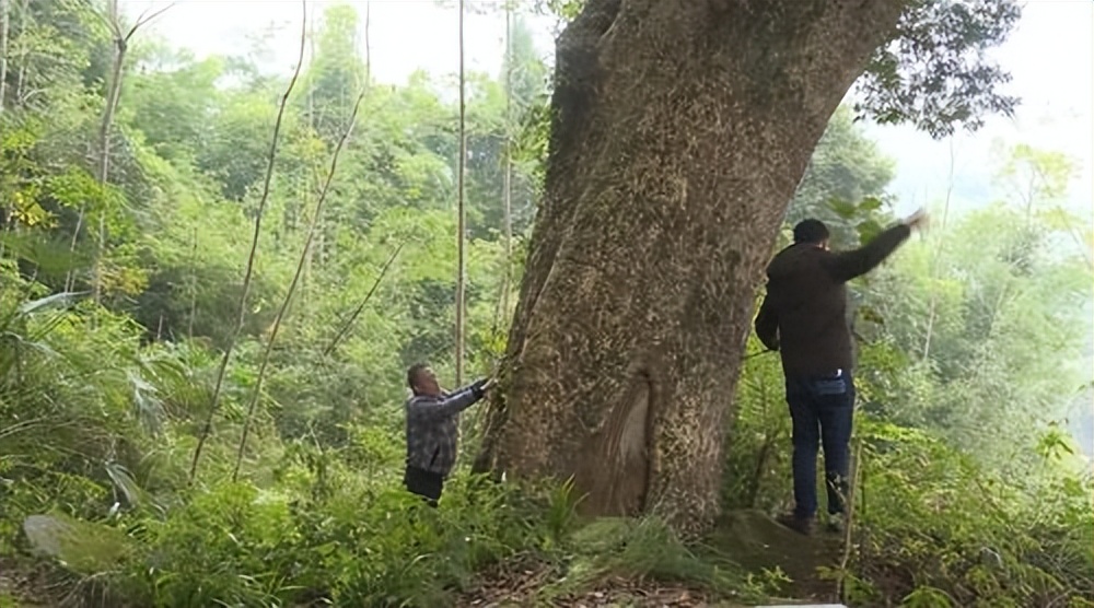 The priceless Chinese nanmu is everywhere in this village, and the ...