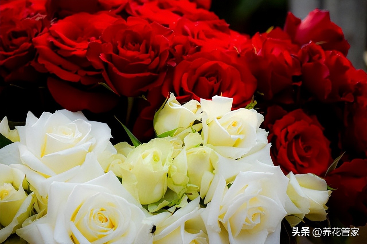 The ten most beautiful rose varieties, each of which is beautiful - iNEWS