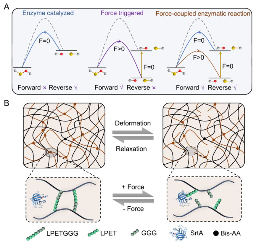 "Angew》Nanjing University: Strongly reversible covalent double network ...
