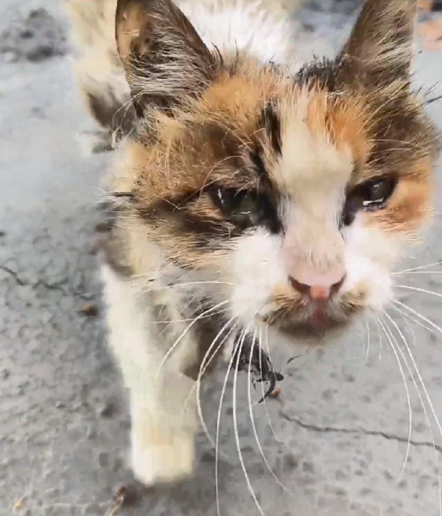 Covered with skin diseases, the skinny old stray cat insisted on asking ...