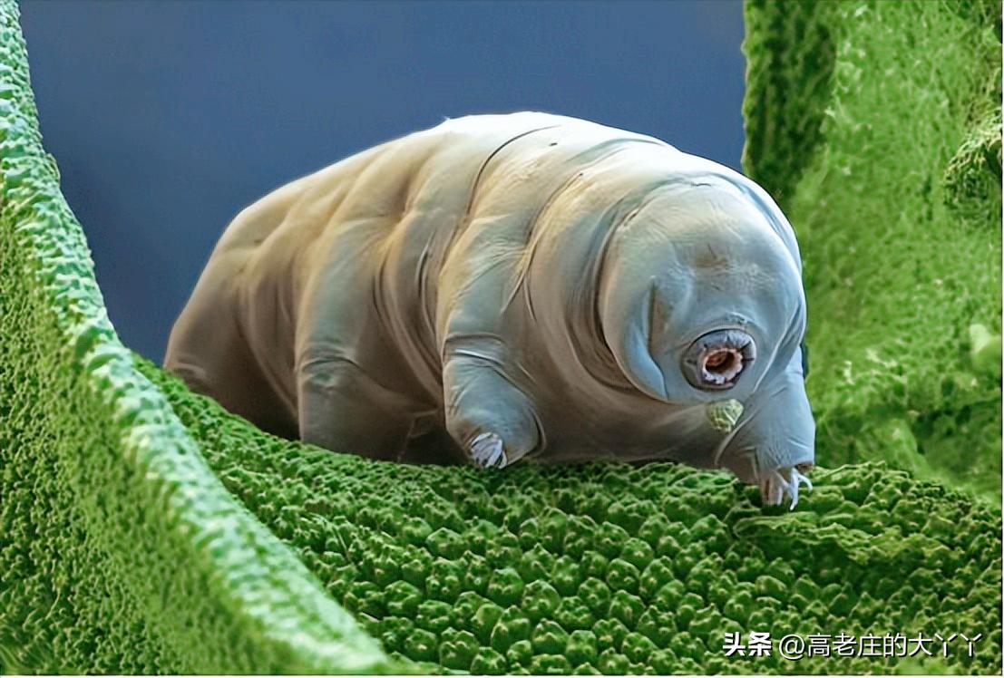 Who is the smallest animal in the world? The wonderful world of tiny ...