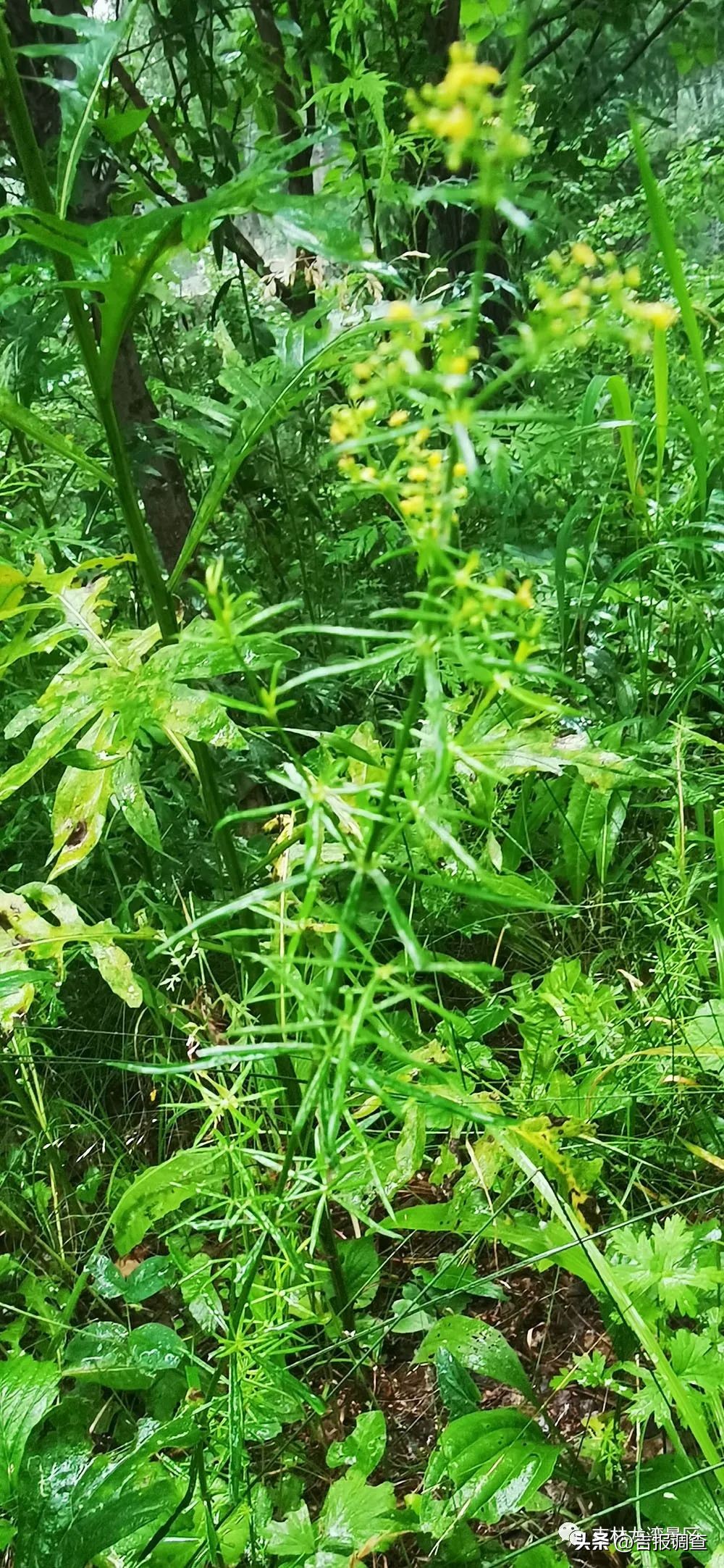 The "Twelve Zodiac Signs" are gathered in the Herbs of Longwan, Huinan ...