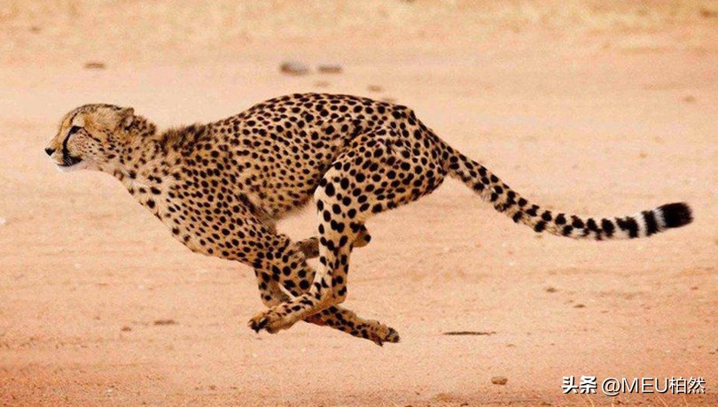 The fastest cat in the world, do you know which animal it is?Speed up ...