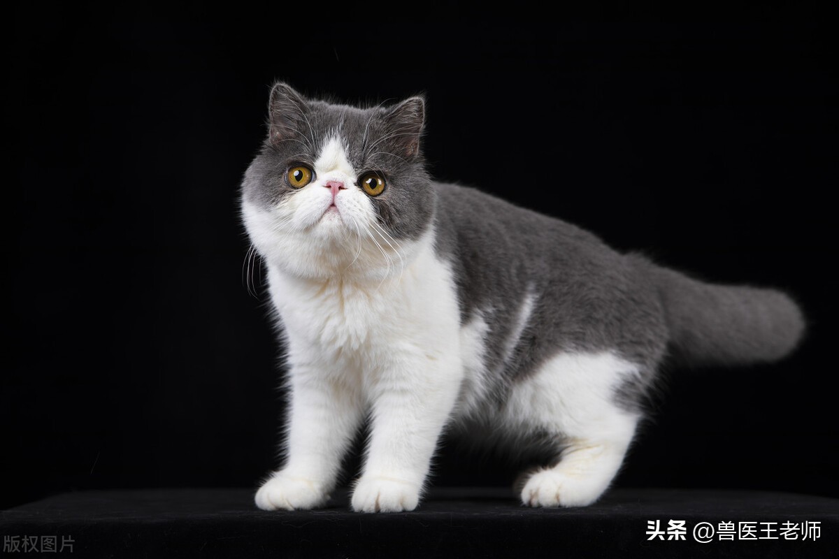 Teacher Xiao Wang's Cat Breed Introduction: Exotic Shorthair Cat ...