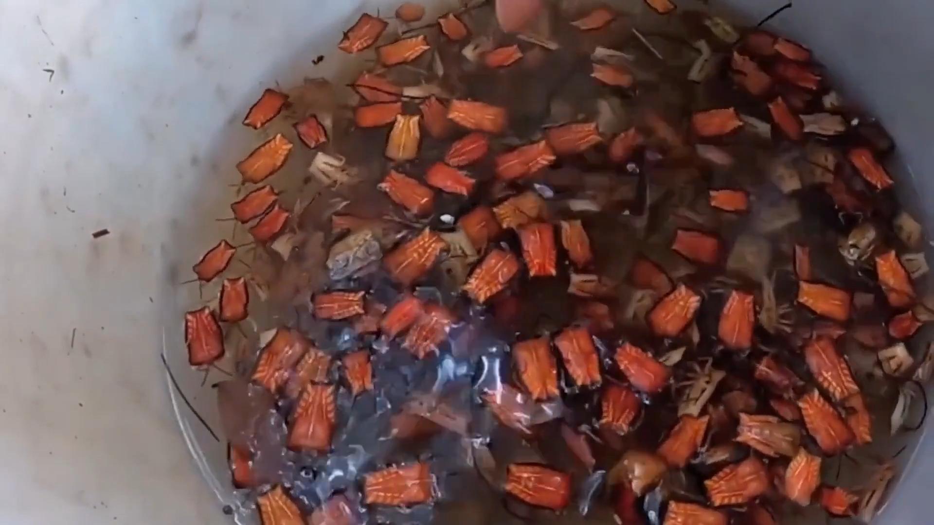 Little bugs have great effect, turning useless into useful, the value ...