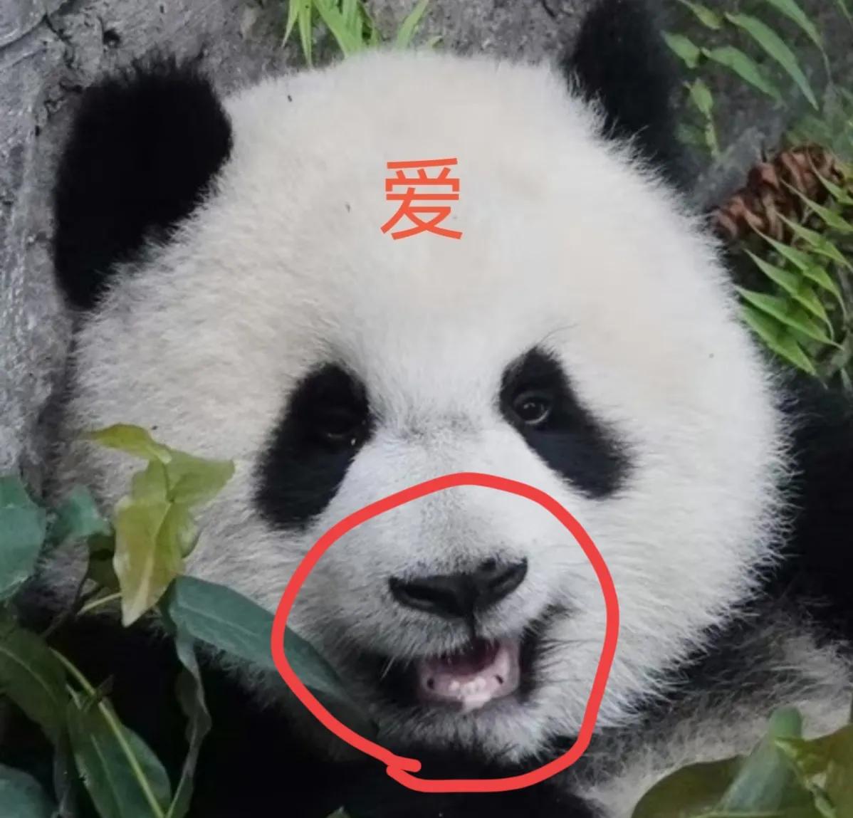 Get to know a giant panda every day, get to know Yu Ke Yu Ai today - iMedia