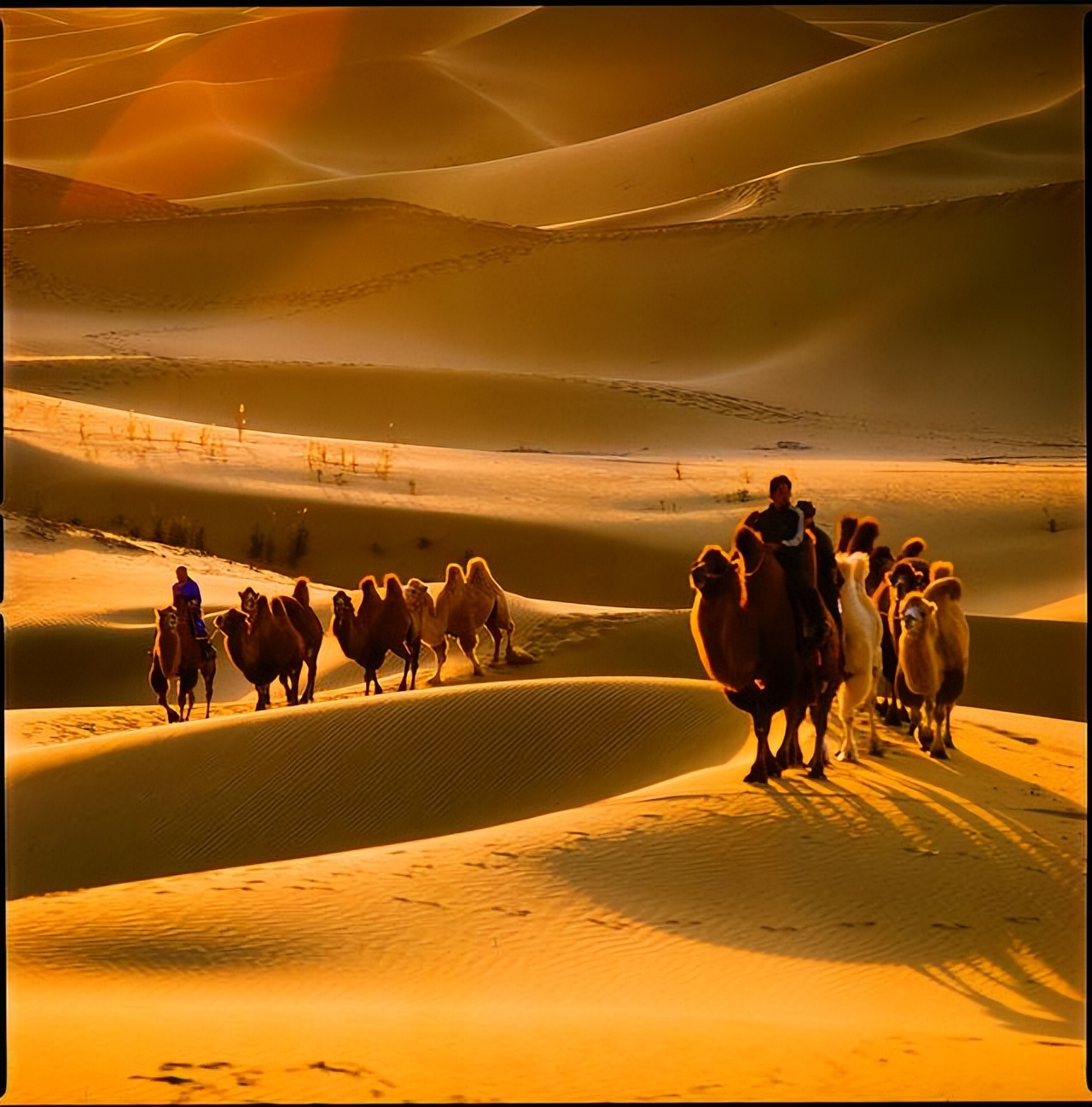 Alxa is full of agate stones, and "Chicken Out of the Shell" is called ...