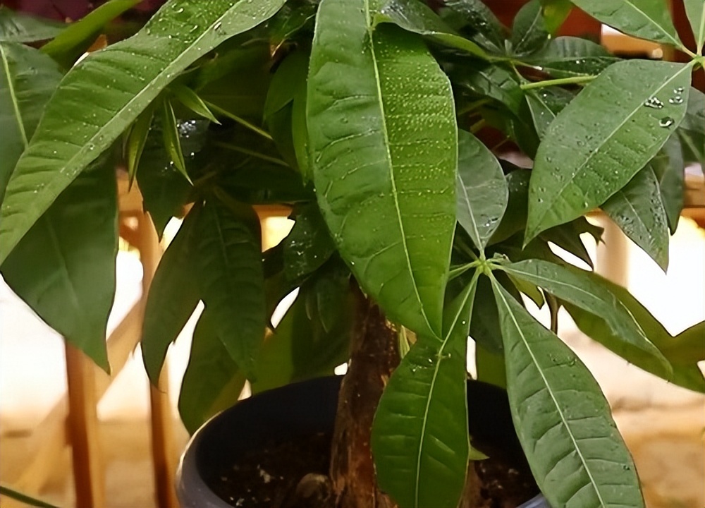 The Secret of the Fortune Tree Blooming, Bringing You Fortune - iNEWS