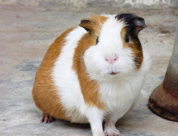 World Specialties You Don't Know——Peru Part 1 Roast Guinea Pig Cuy - iNEWS