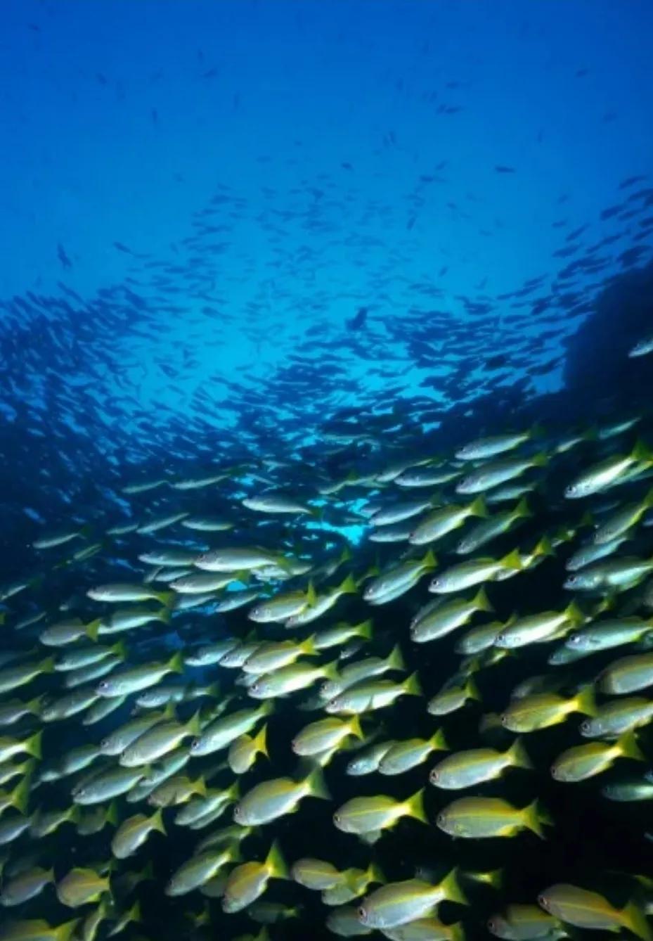 Why don't deep-sea fish get squashed by sea water? - iMedia