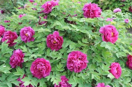 [Hua Xin Poetry Talk] (22) Peony: The Most Spectacular Essay in the ...