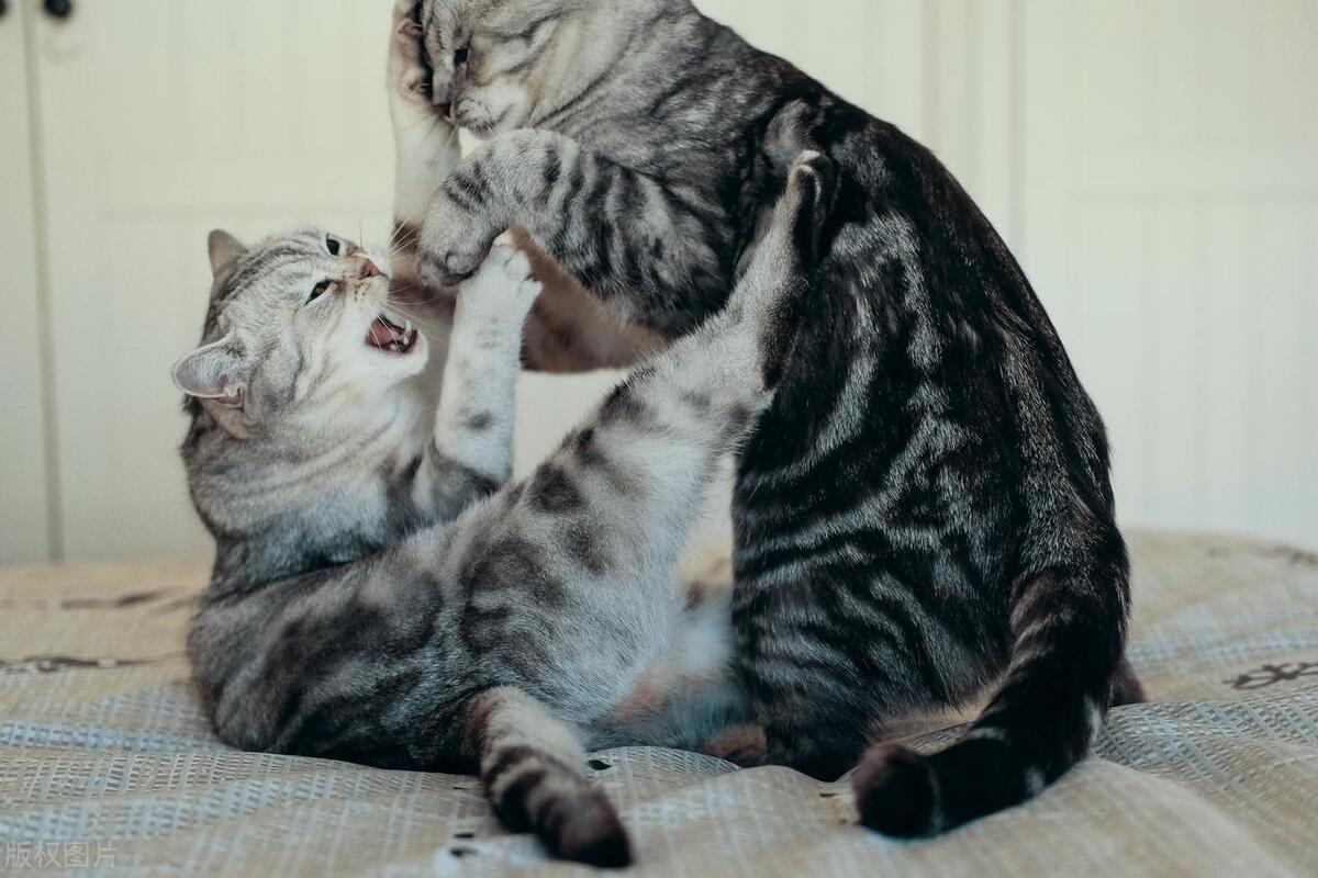 How do cats communicate with each other? - iNEWS
