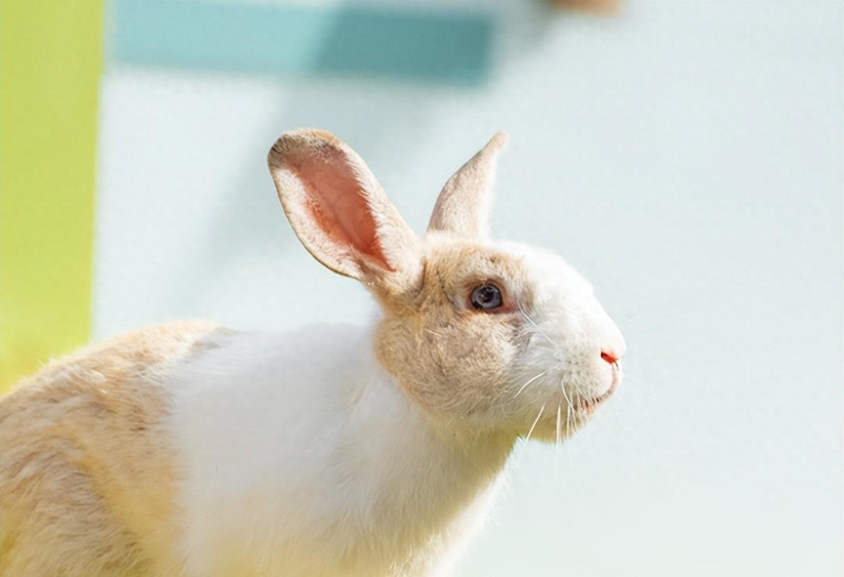 Which months are the best for rabbits? Yueyue Rabbit is amazing. Which ...