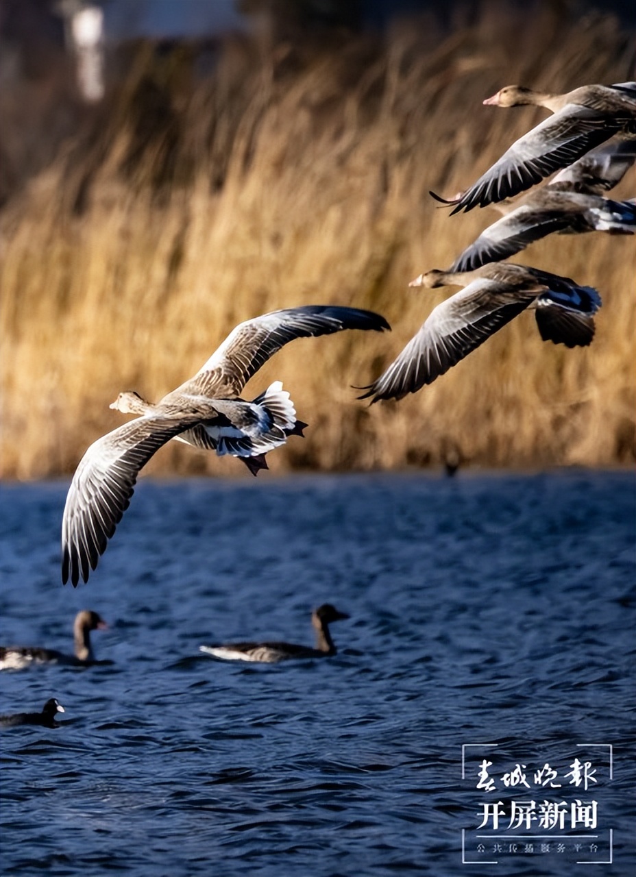 Spectacular! Wild geese flying in Eryuan West Lake, Dali - iNEWS