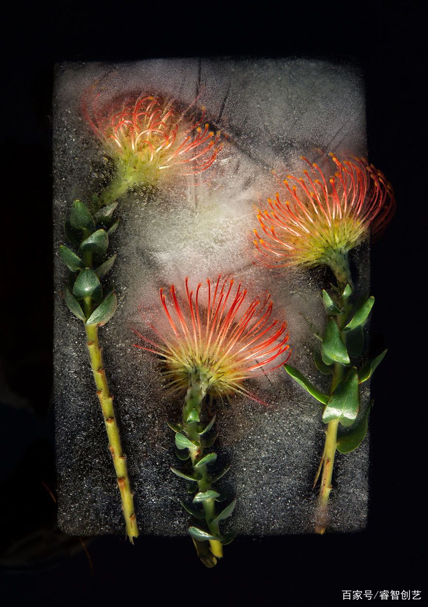 I don't like blooming, but I prefer frozen - Bruce Boyd took pictures ...