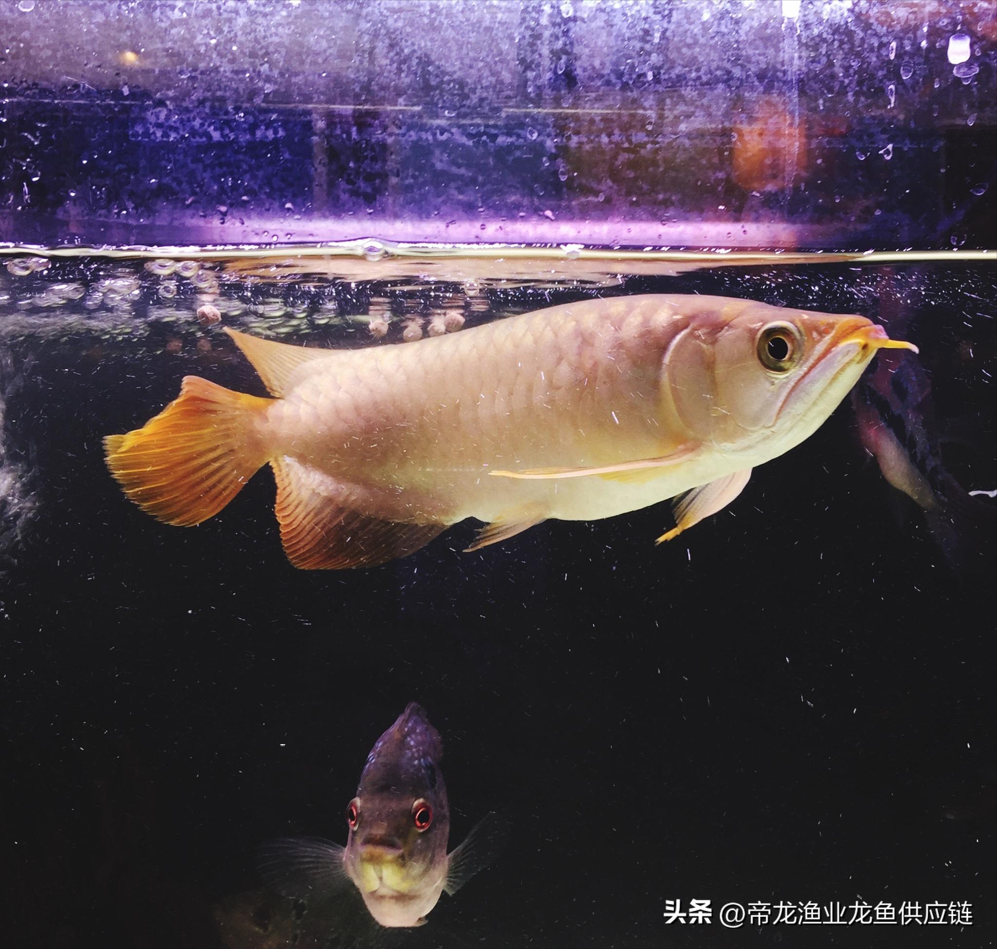 The Ultimate Guide to How to Pick a Quality Little Red Dragon - iNEWS