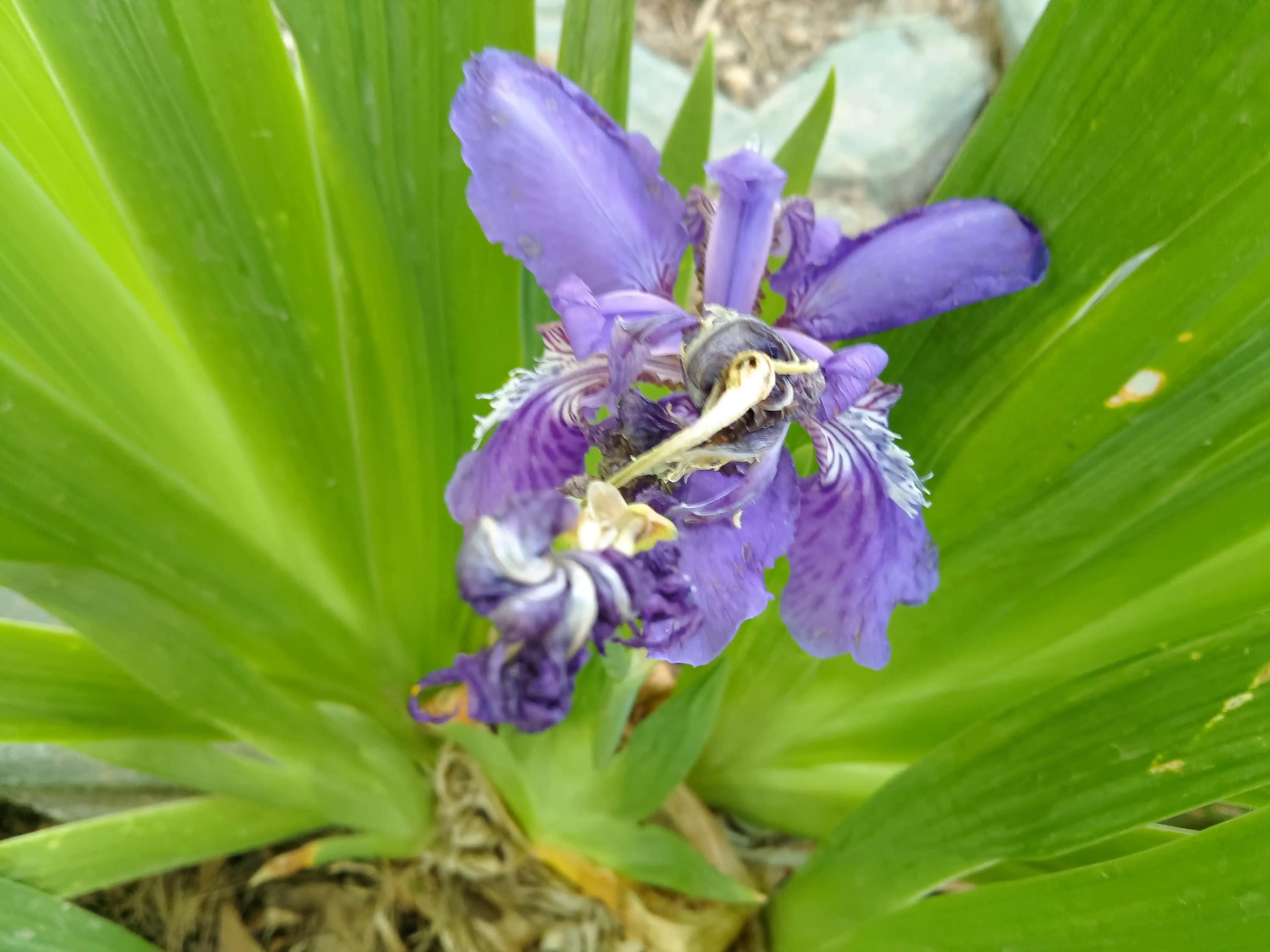 Iris, bearing fruit - iMedia