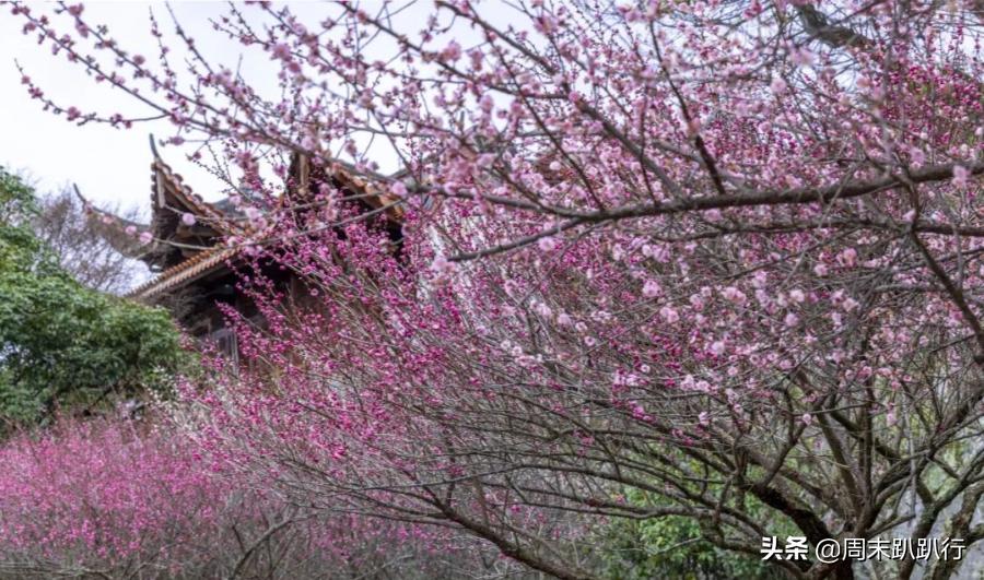 Beautiful!These 9 high-value flower viewing spots around Fuzhou are ...
