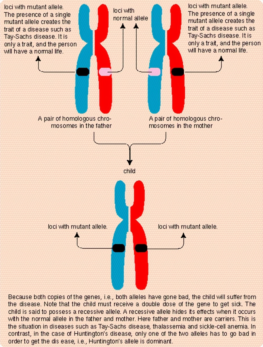 Genetic role of self-incompatibility between specific S-alleles and ...