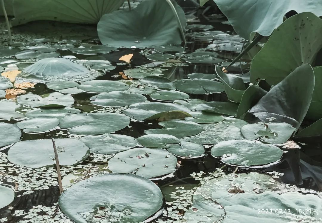 Knowing is impossible to obtain suddenly, entrusting the legacy to ...