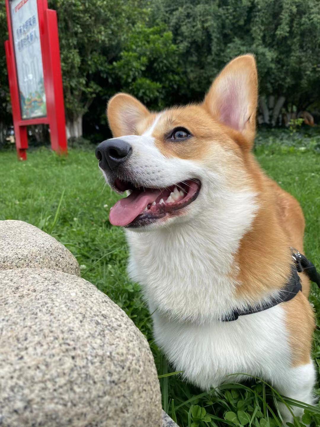 Beginners to raise dogs, teach you how to raise corgis in one step - iNEWS