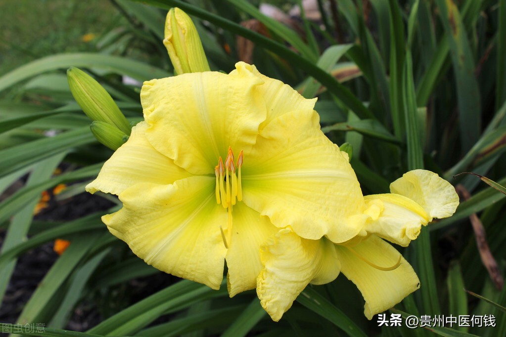 Shi Enjun's "Shen Nong Ben Cao Jing Fa Wei" in the eyes of readers - iNEWS