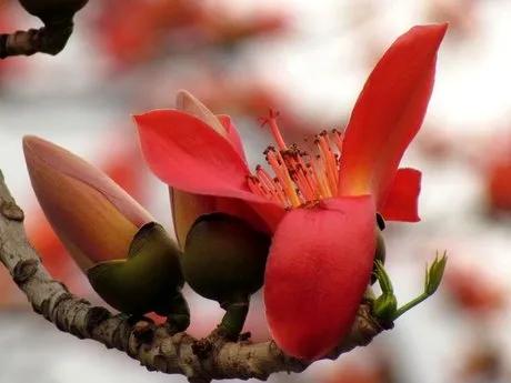 Kapok, a very beautiful tree species - iNEWS