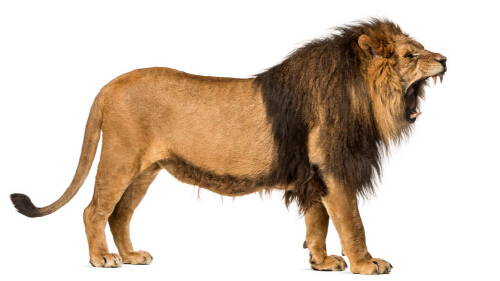 Characteristics and abilities of a lion - iNEWS