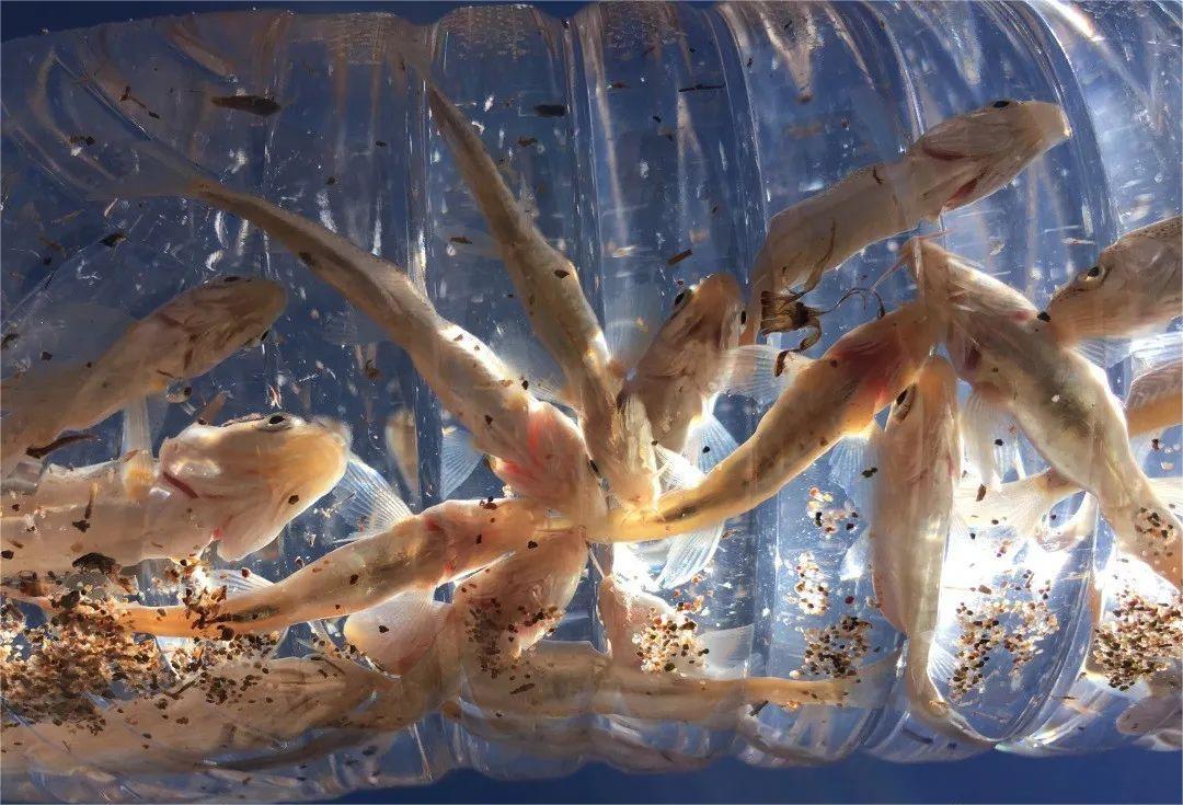 "Water Conservancy Science" the "magic" fish in the source of the ...