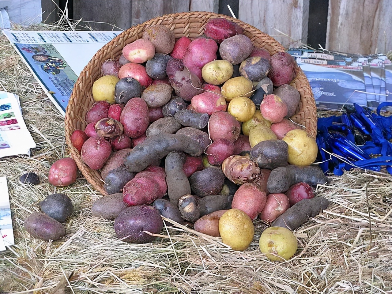 The discovery and development process of potatoes - iNEWS